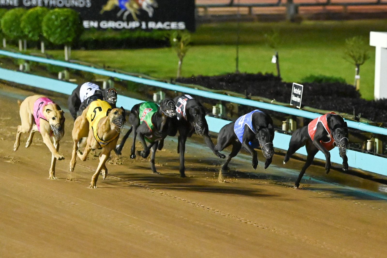 Wow! She's a maturity wonder. | Melbourne Greyhounds