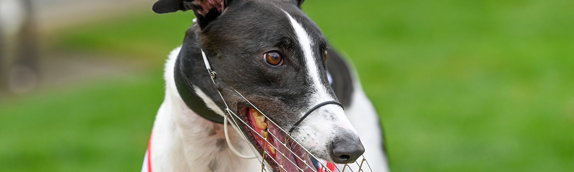 National Greyhound Adoption Day | Melbourne Greyhounds