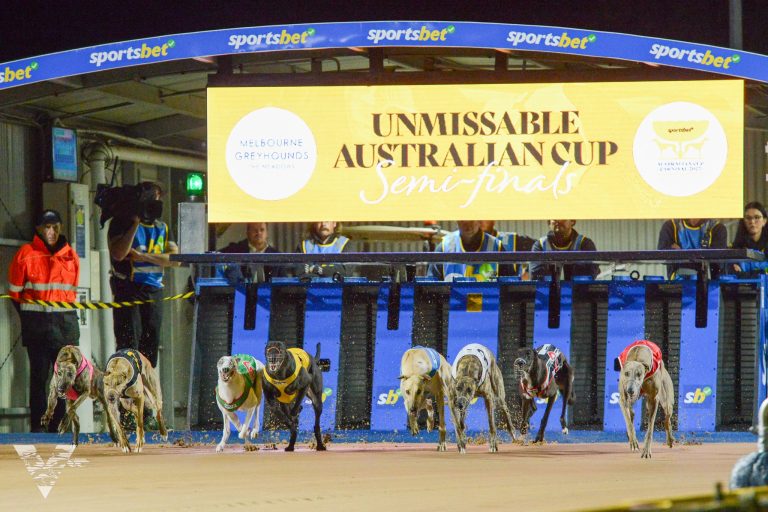 Australian Cup Semi-finals deliver a red hot field | Melbourne Greyhounds