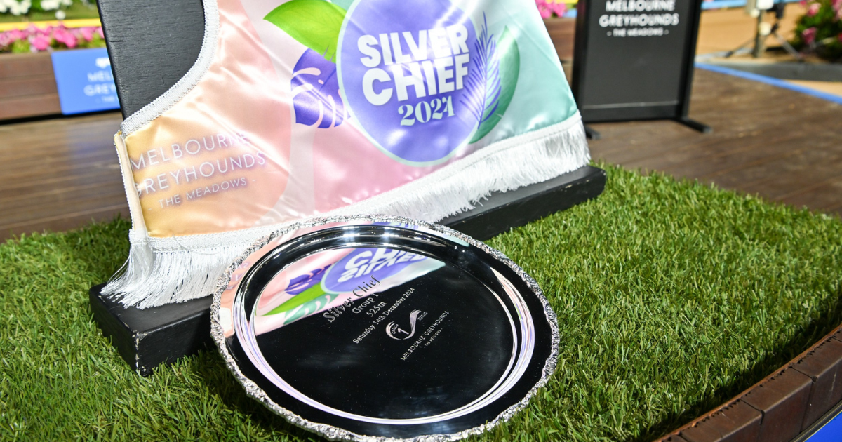 Silver Chief heats lead Phoenix support card | Melbourne Greyhounds
